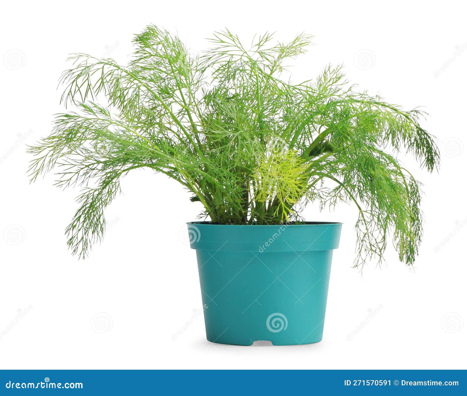 Green Dill Growing in Pot Isolated on White Stock Image - Image of ...