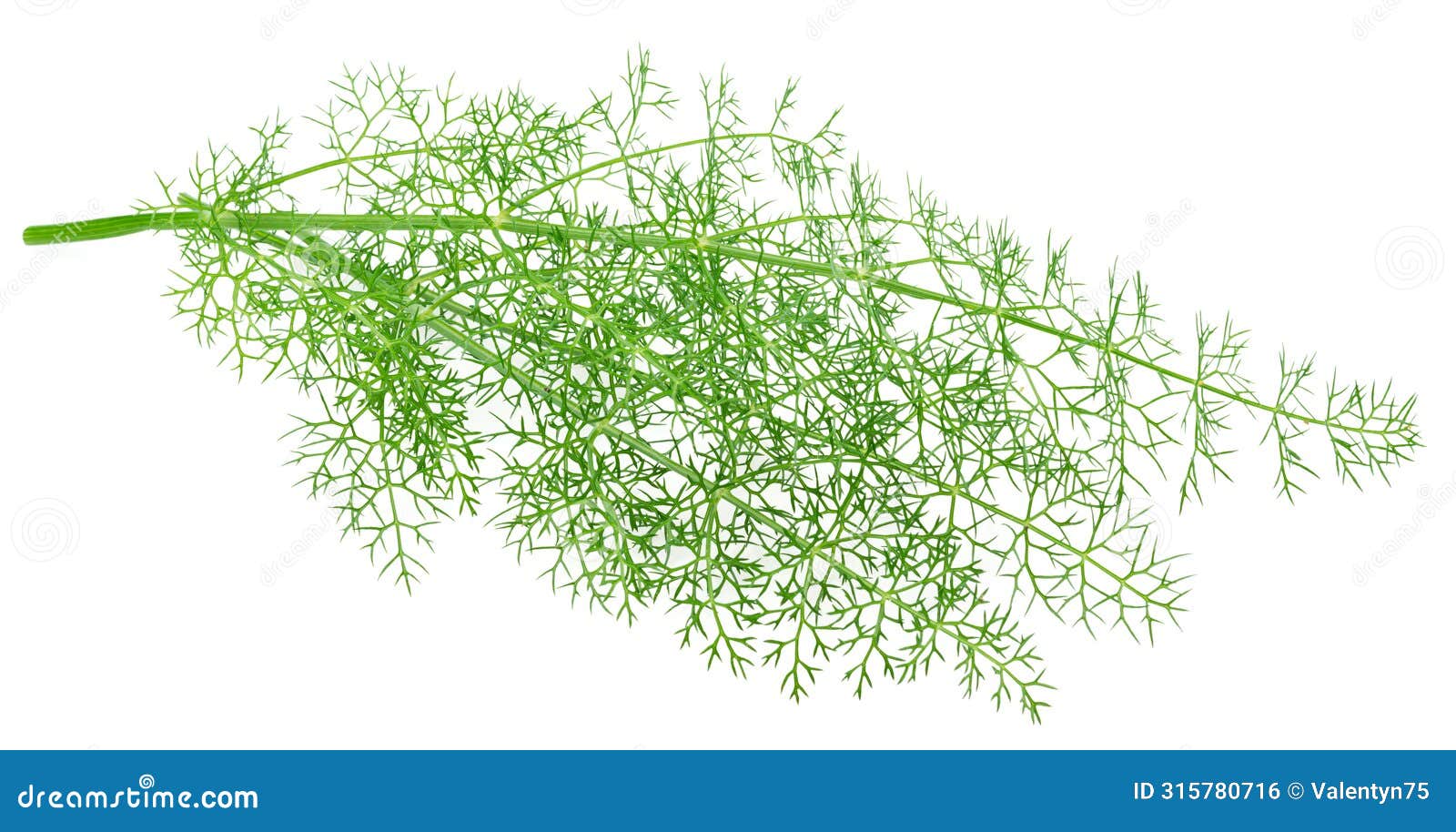 Green Dill Leaves Isolated on White Background Stock Photo - Image of ...