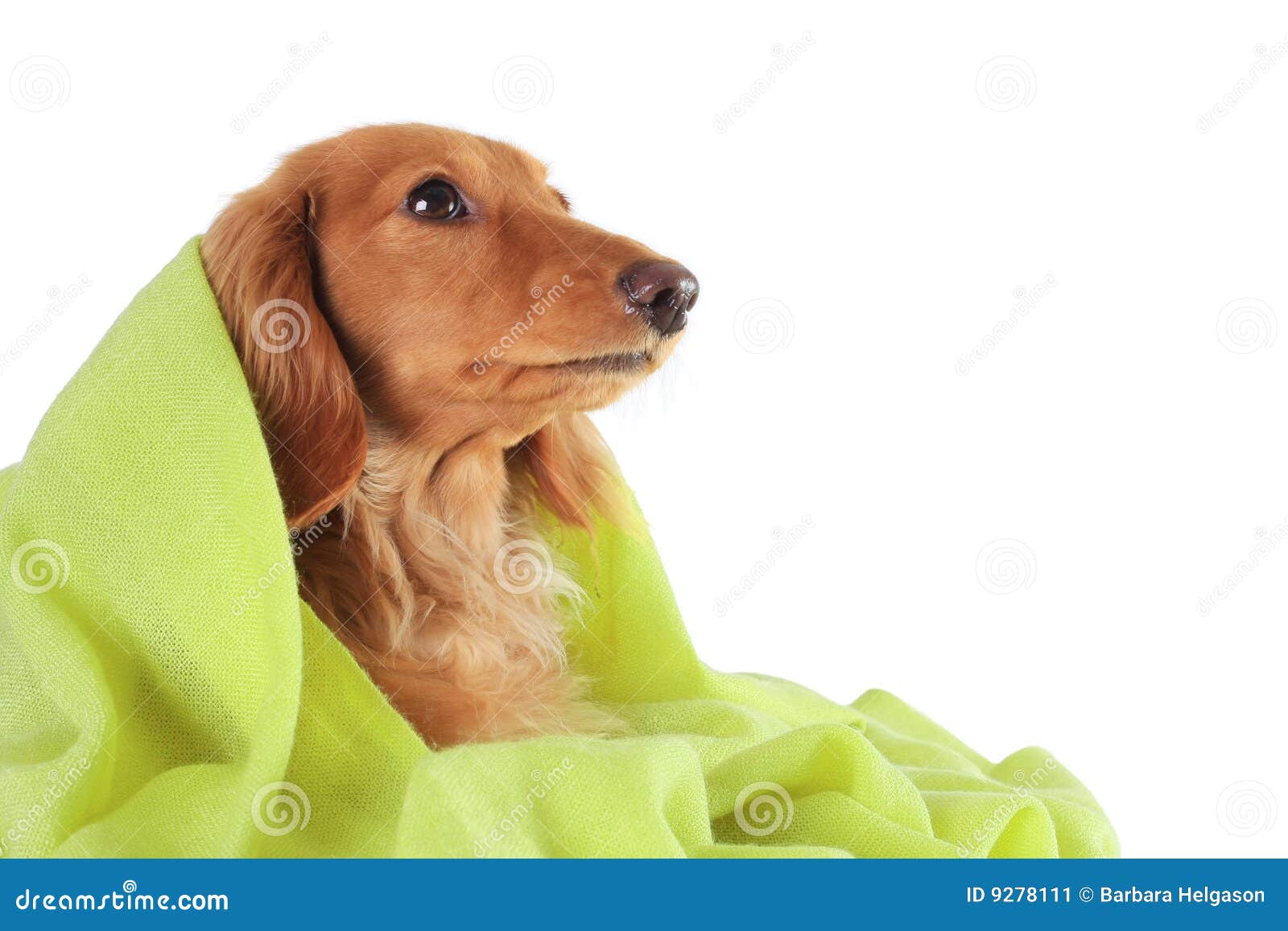 Green dog stock image. Image of small, green, white, covered - 9278111