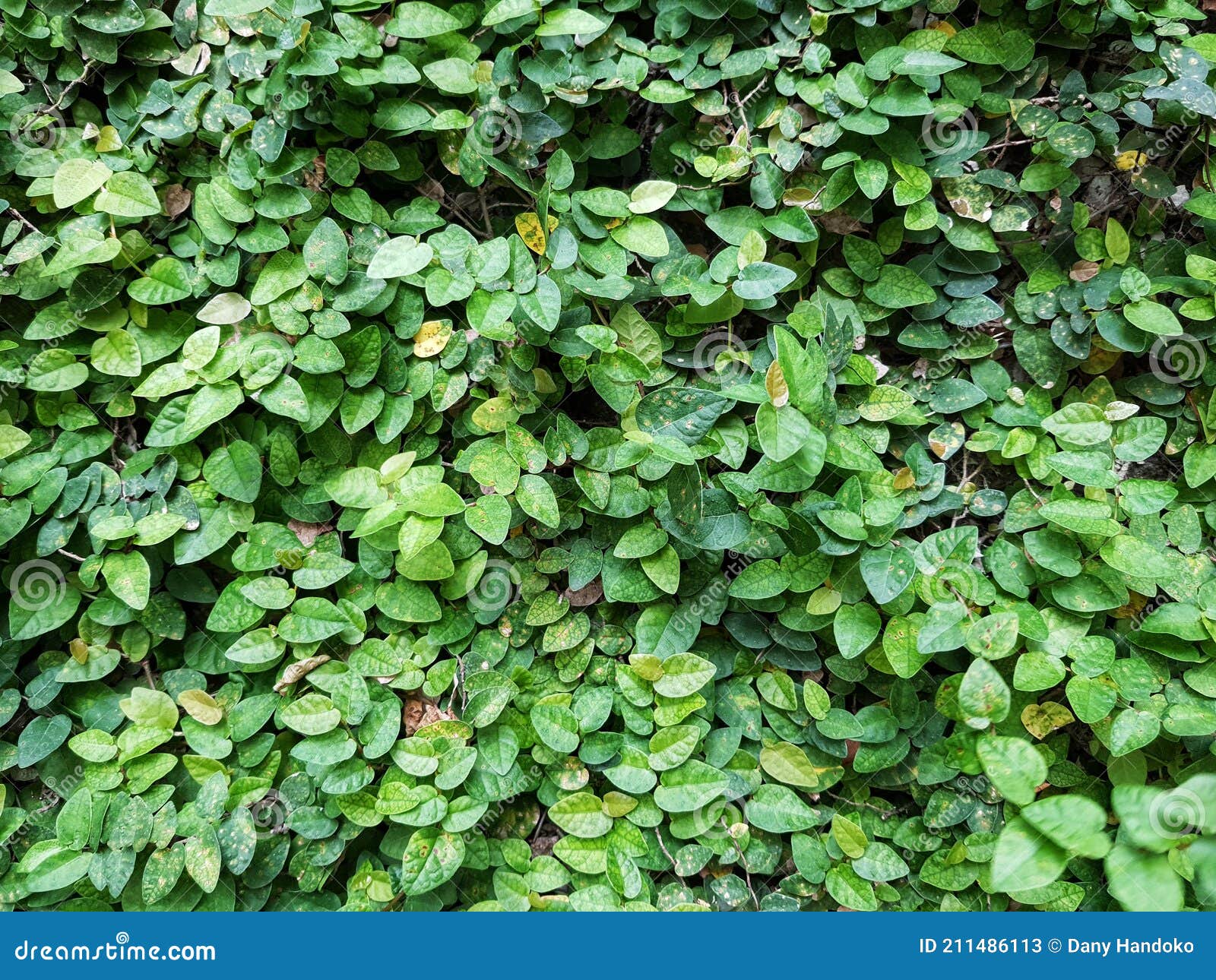 Green Dollar Leaf Tree on Backyard Stock Image - Image of tree, dollar ...
