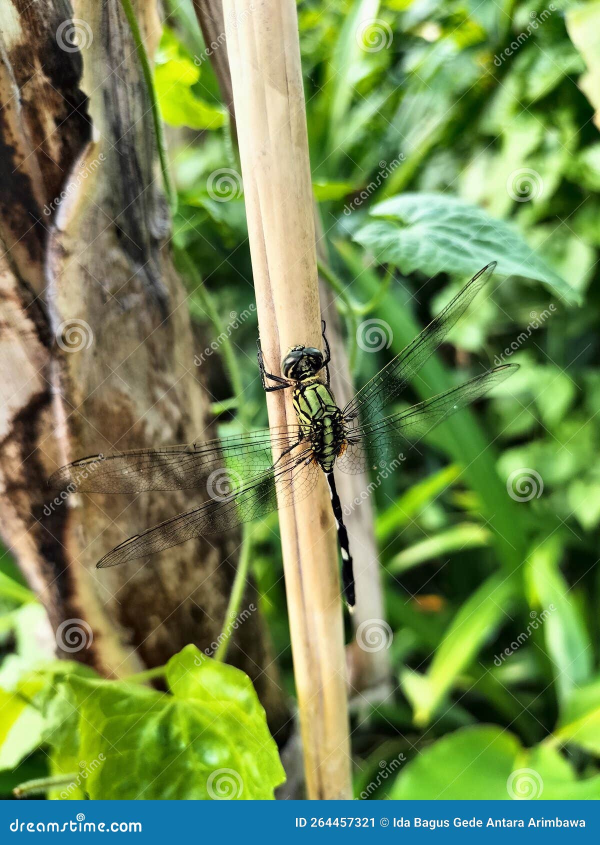 Green dragon fly stock image. Image of flower, dragon - 264457321