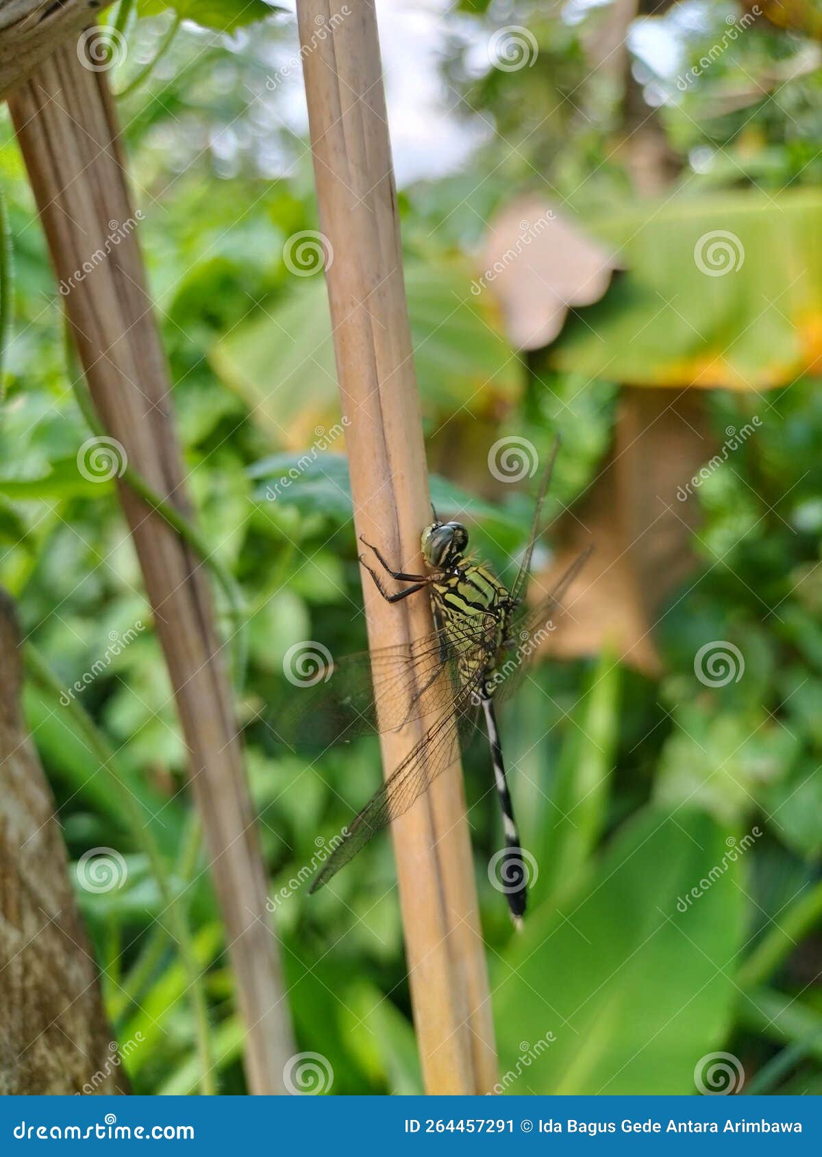 Green dragon fly stock image. Image of nature, branch - 264457291