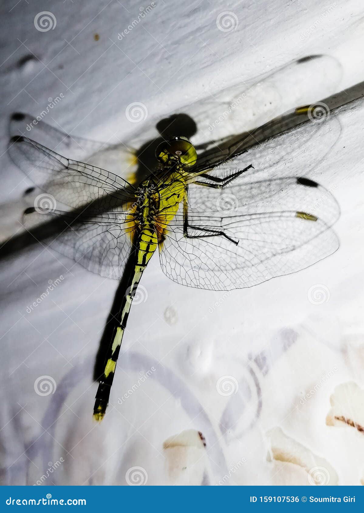 Green Dragon Fly Close Up Macro during Night Stock Photo - Image of ...