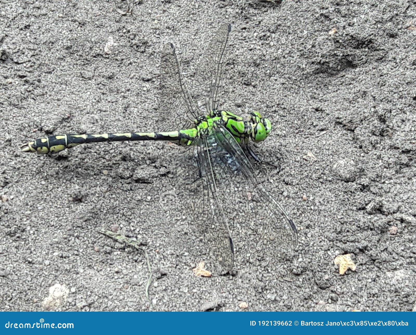 Green dragon fly stock photo. Image of green, flying - 192139662