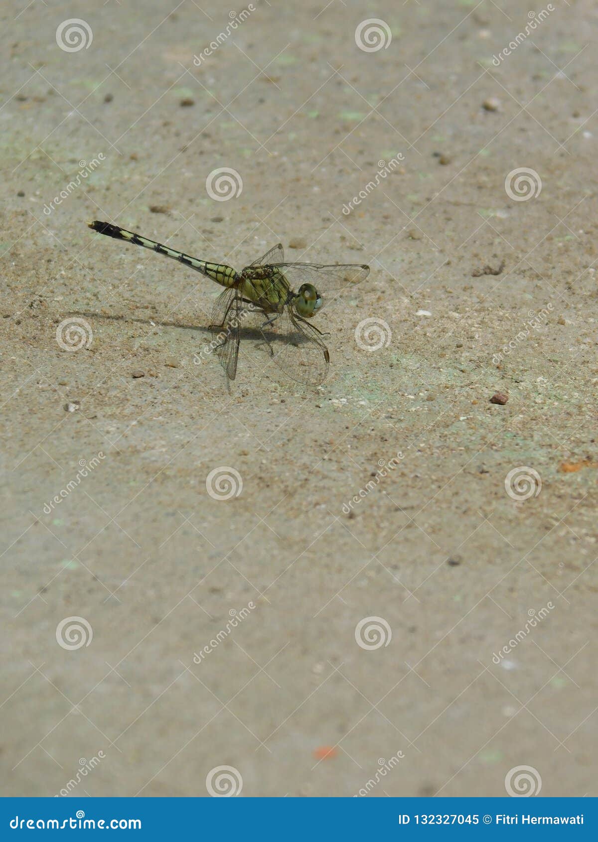 A green dragon fly stock image. Image of background - 132327045