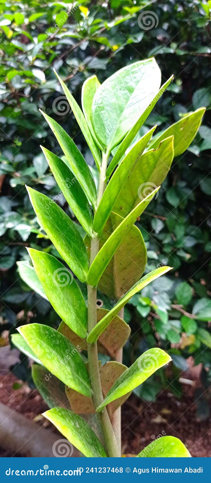 Green Dragon Leaf Flower on Tropical Area Stock Photo - Image of fruit ...