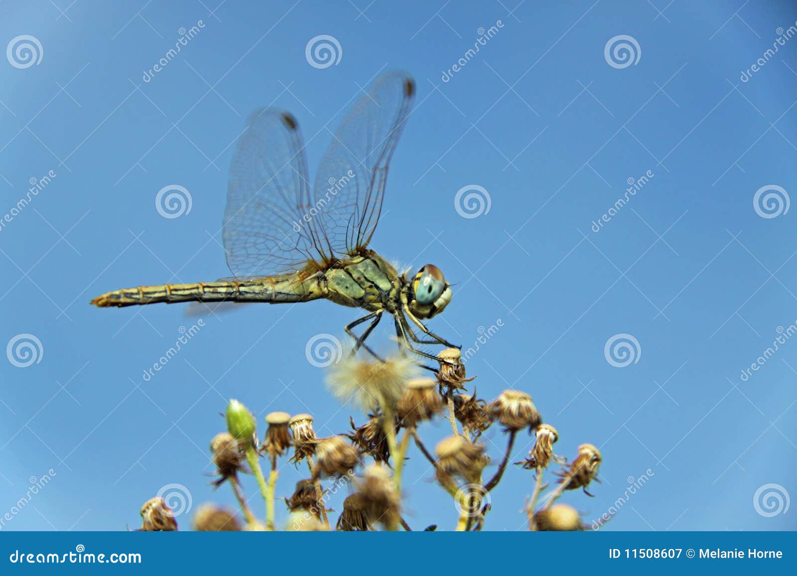 Green dragonfly stock image. Image of blue, head, flight - 11508607