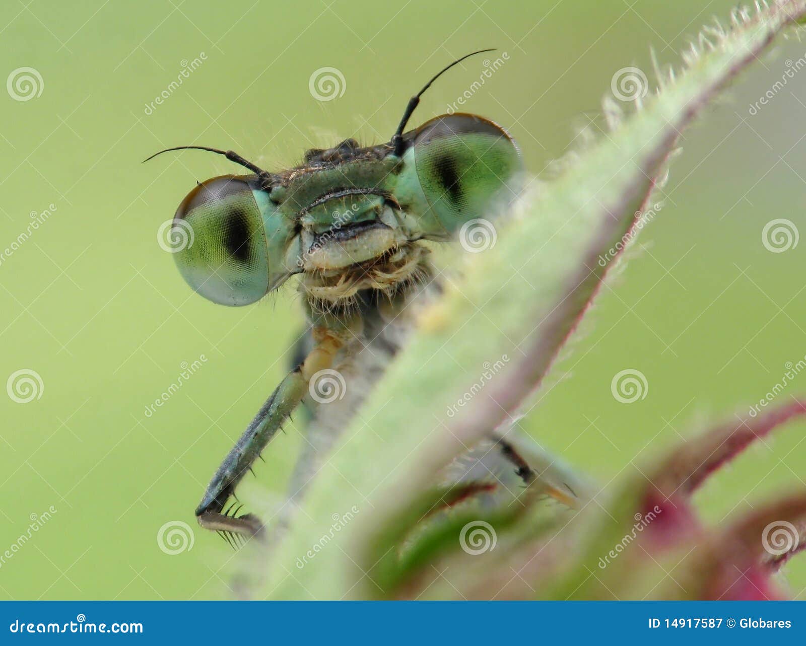 Green dragonfly stock image. Image of insect, animal - 14917587