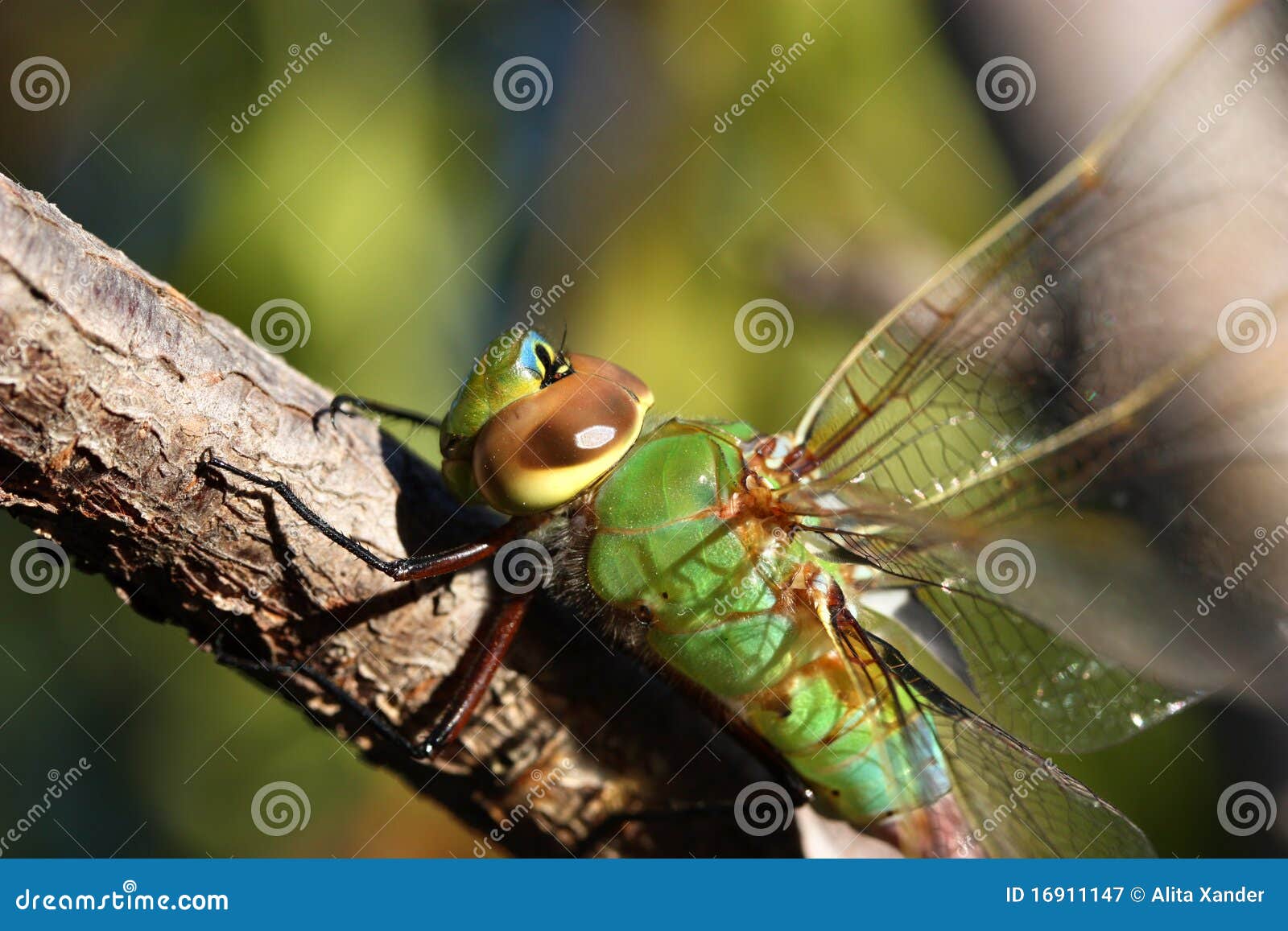 Green Dragonfly stock image. Image of insect, autumn - 16911147