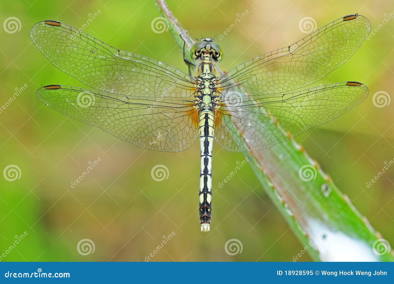 Green dragonfly stock image. Image of dragonfly, tree - 18928595
