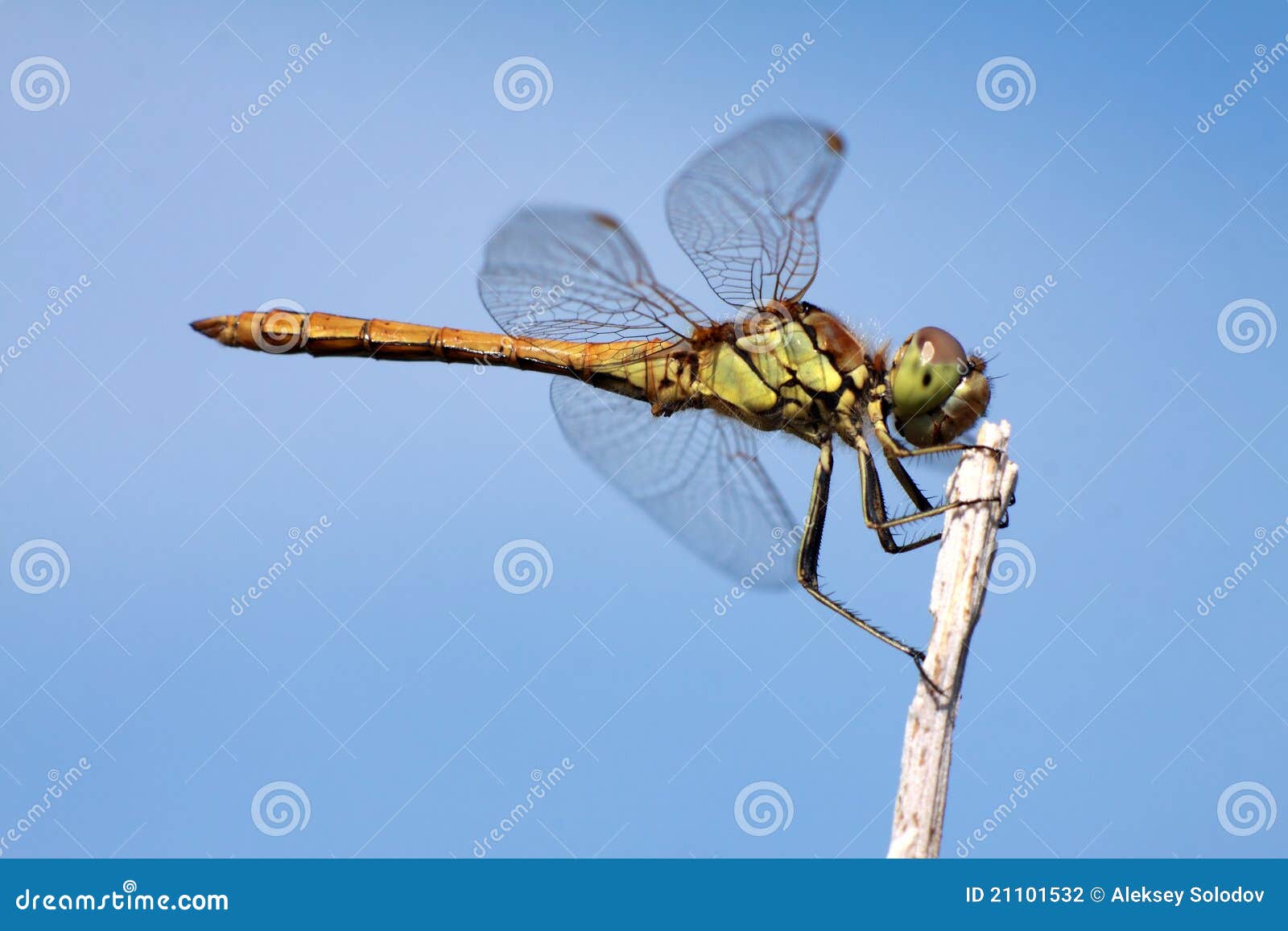 Green dragonfly stock photo. Image of animal, sympetrum - 21101532