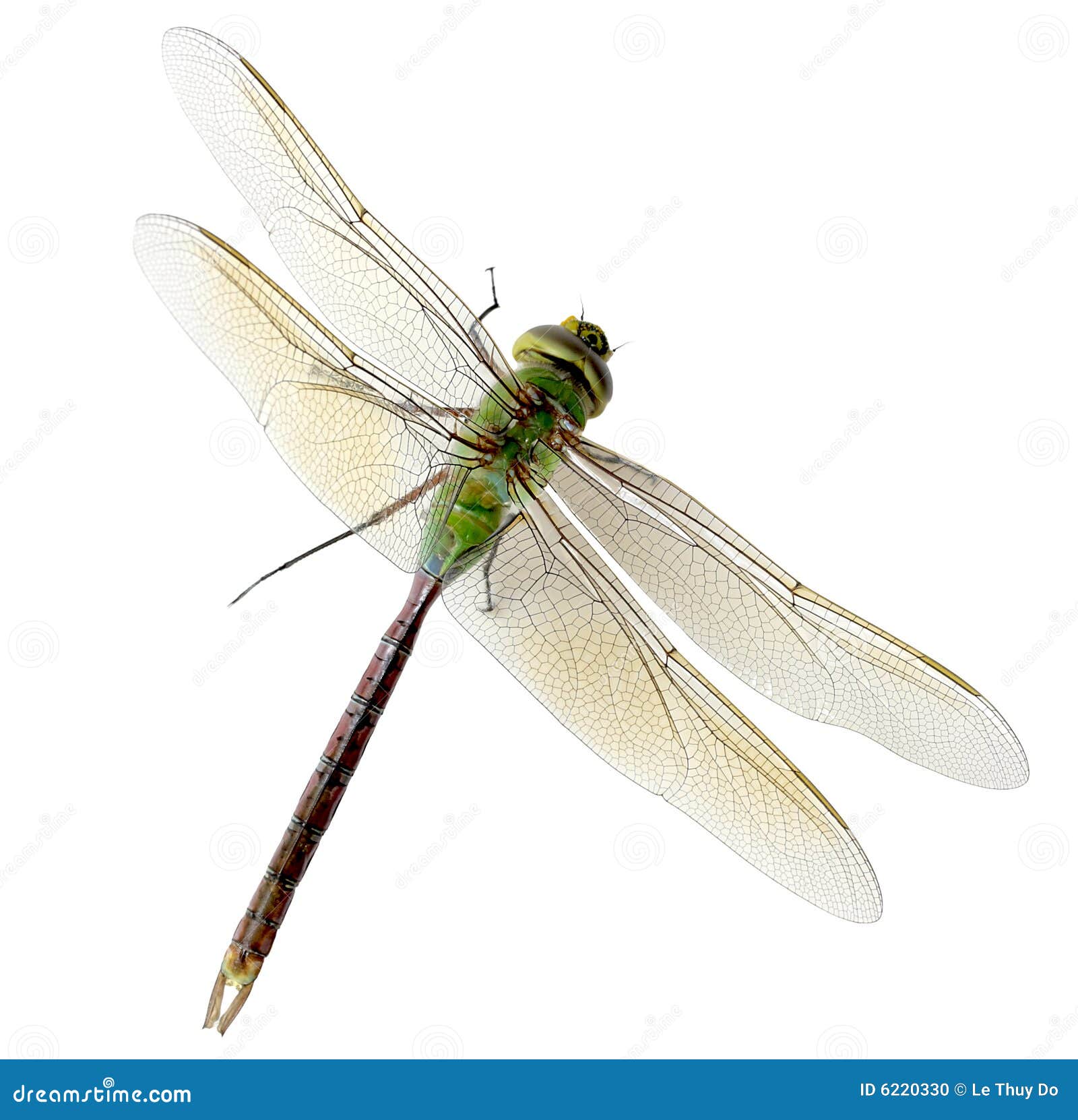 760 Green Swamp Dragon Stock Photos - Free & Royalty-Free Stock Photos ...