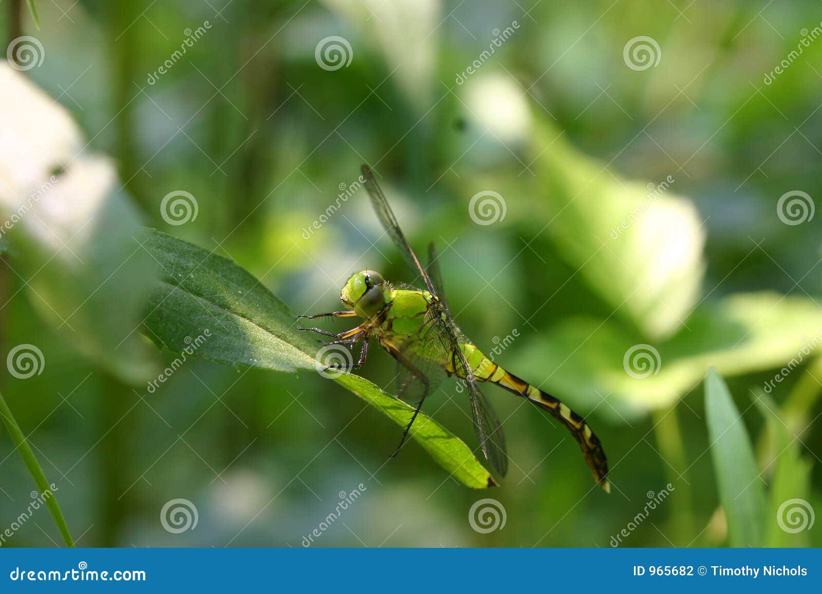 Green Dragonfly stock photo. Image of pondhawk, foliage - 965682