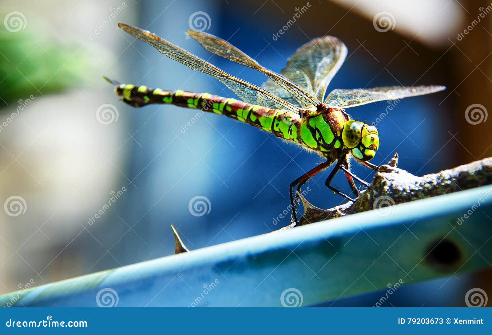Green Dragonfly on Blue Background Stock Image - Image of resting, life ...