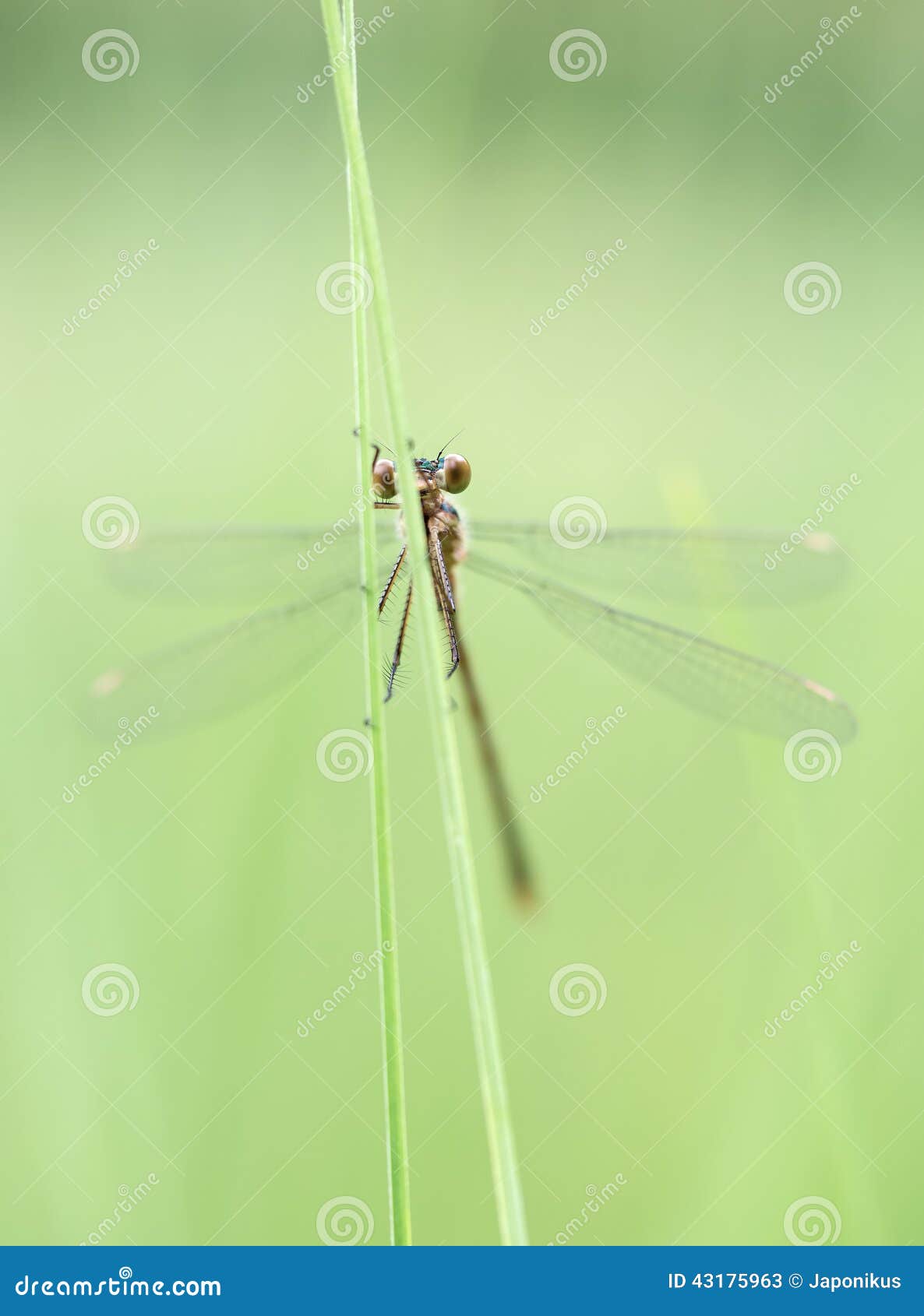Green dragonfly stock image. Image of insect, predators - 43175963