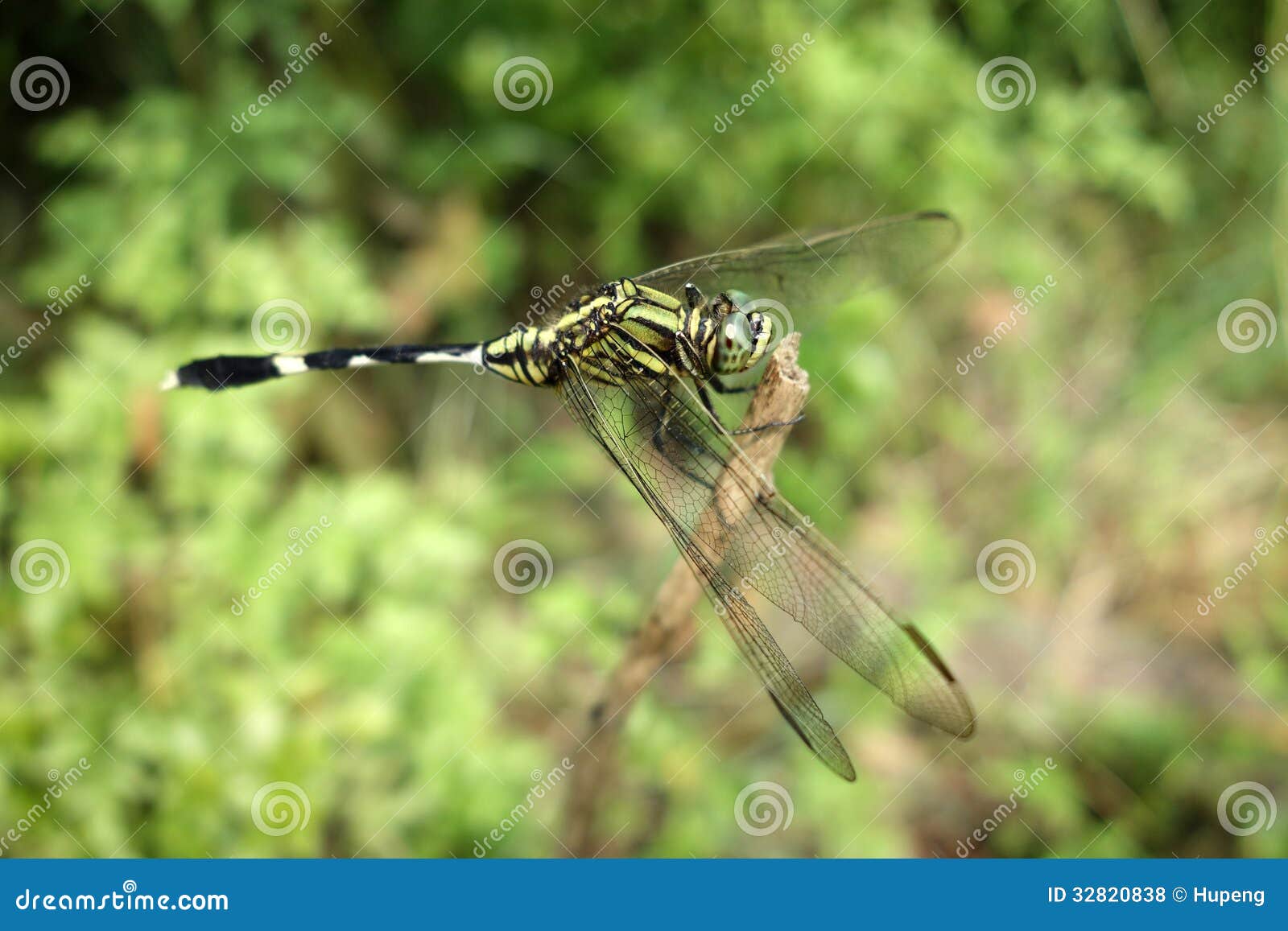 A green dragonfly stock photo. Image of macro, flying - 32820838