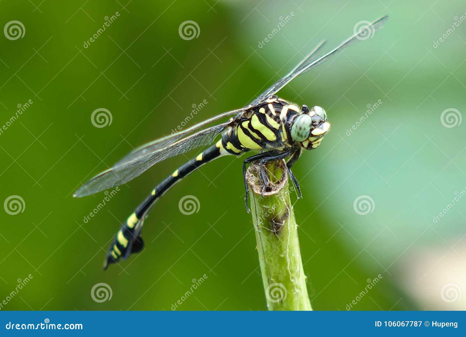 A green dragonfly stock image. Image of flying, insects - 106067787