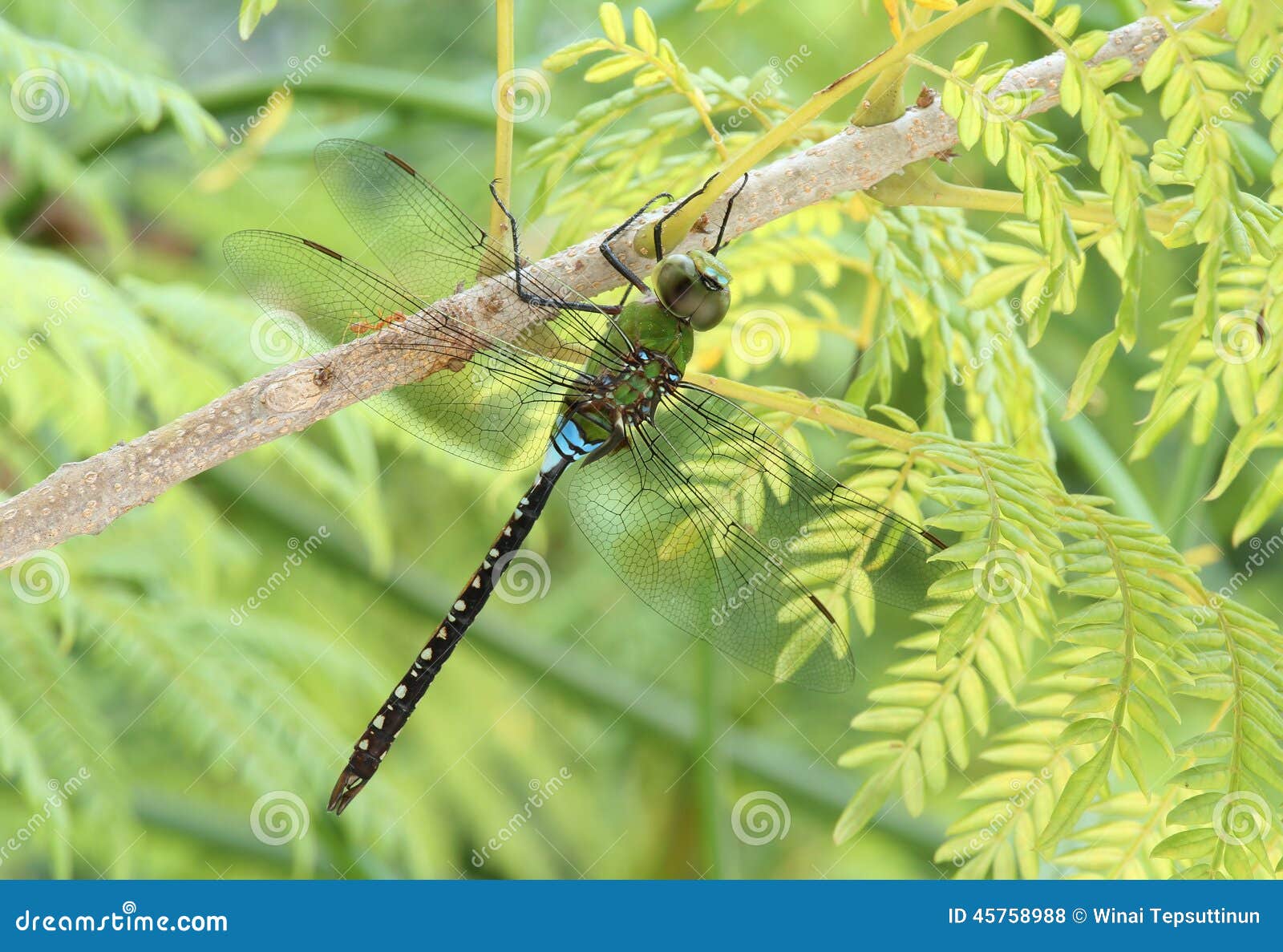 Green dragonfly stock photo. Image of black, green, natural - 45758988