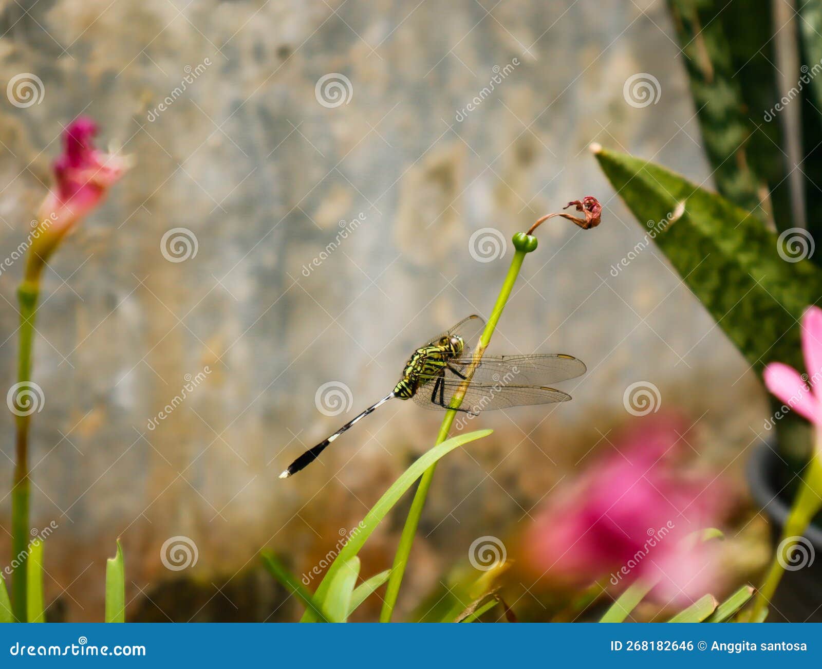 A Green Dragonfly that always Flies Alone Stock Photo - Image of flies ...