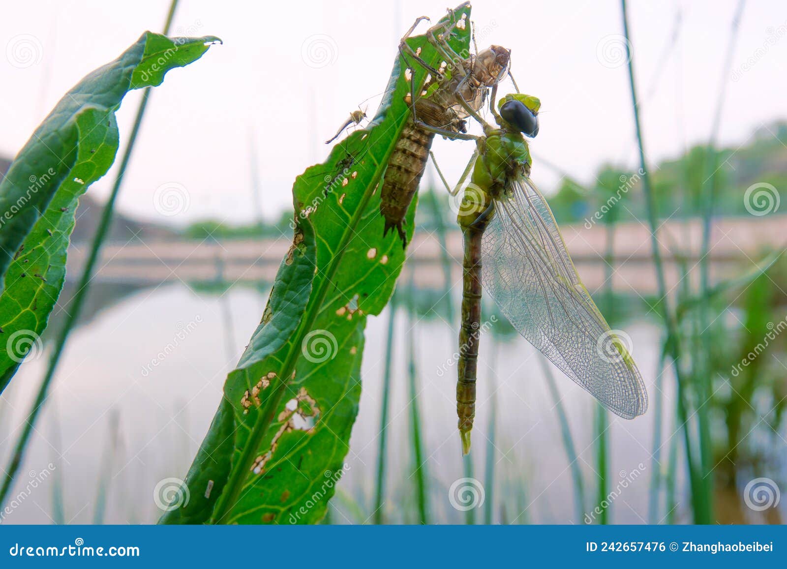 Dragonfly molting stock photo. Image of dragonflies - 242657476