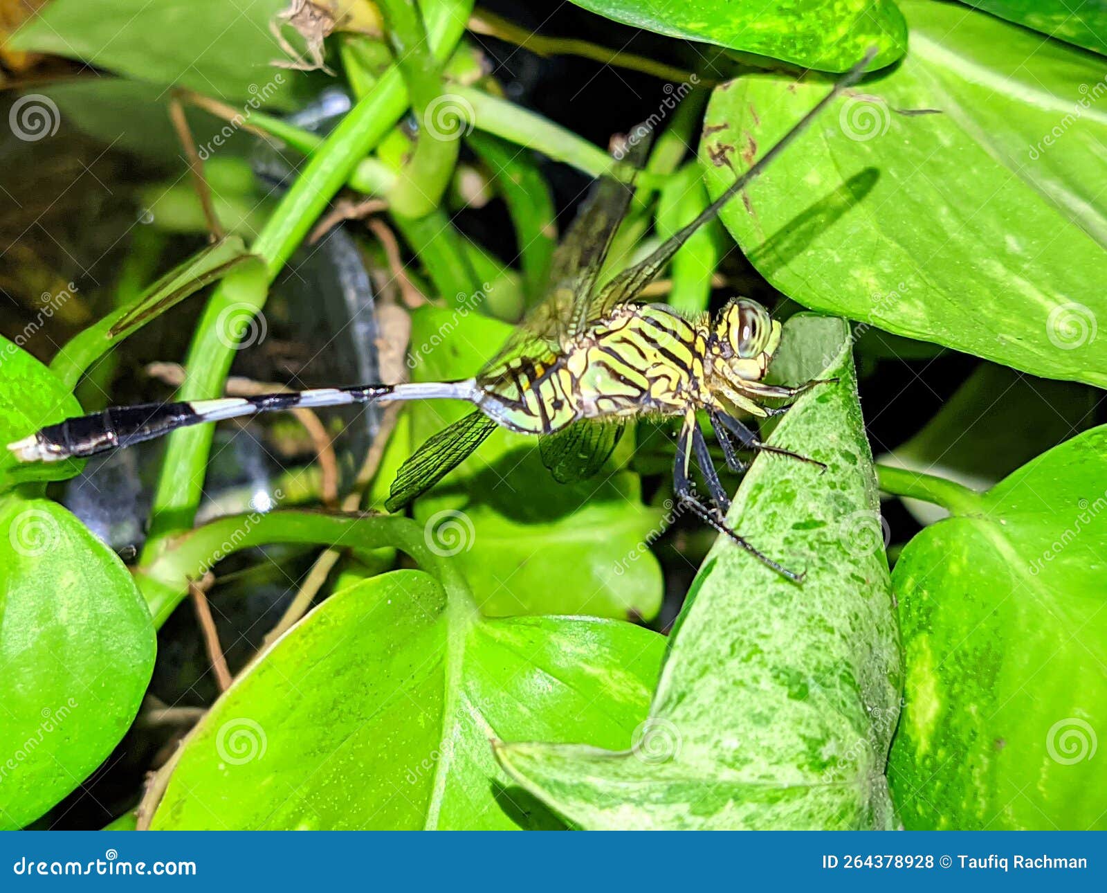 Green Dragonfly on Night stock photo. Image of animal - 264378928