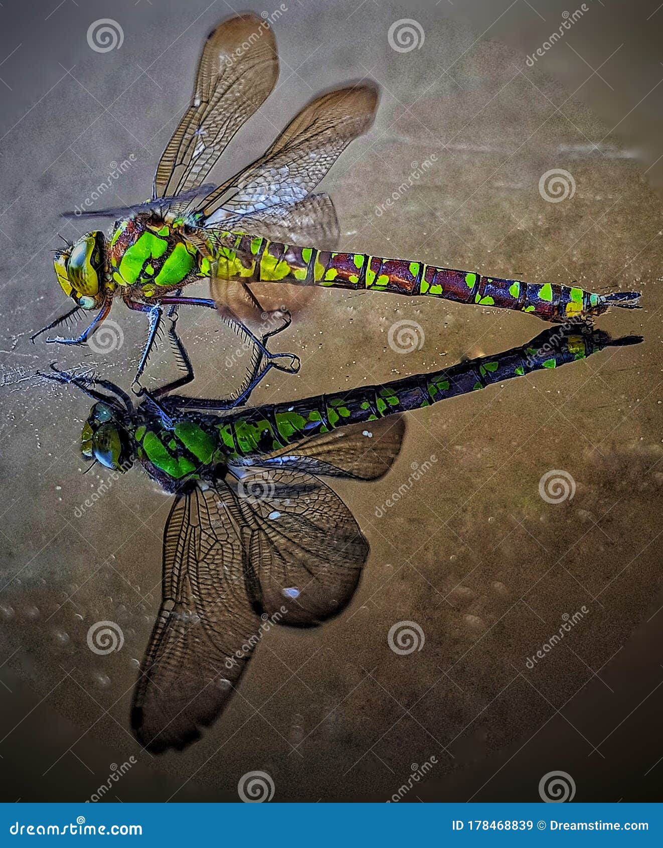 Green dragonfly reflection stock image. Image of moth - 178468839