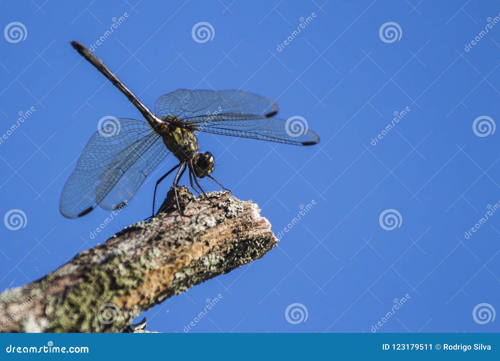 A Green Dragonfly Resting on a Trunk Stock Image - Image of nature ...