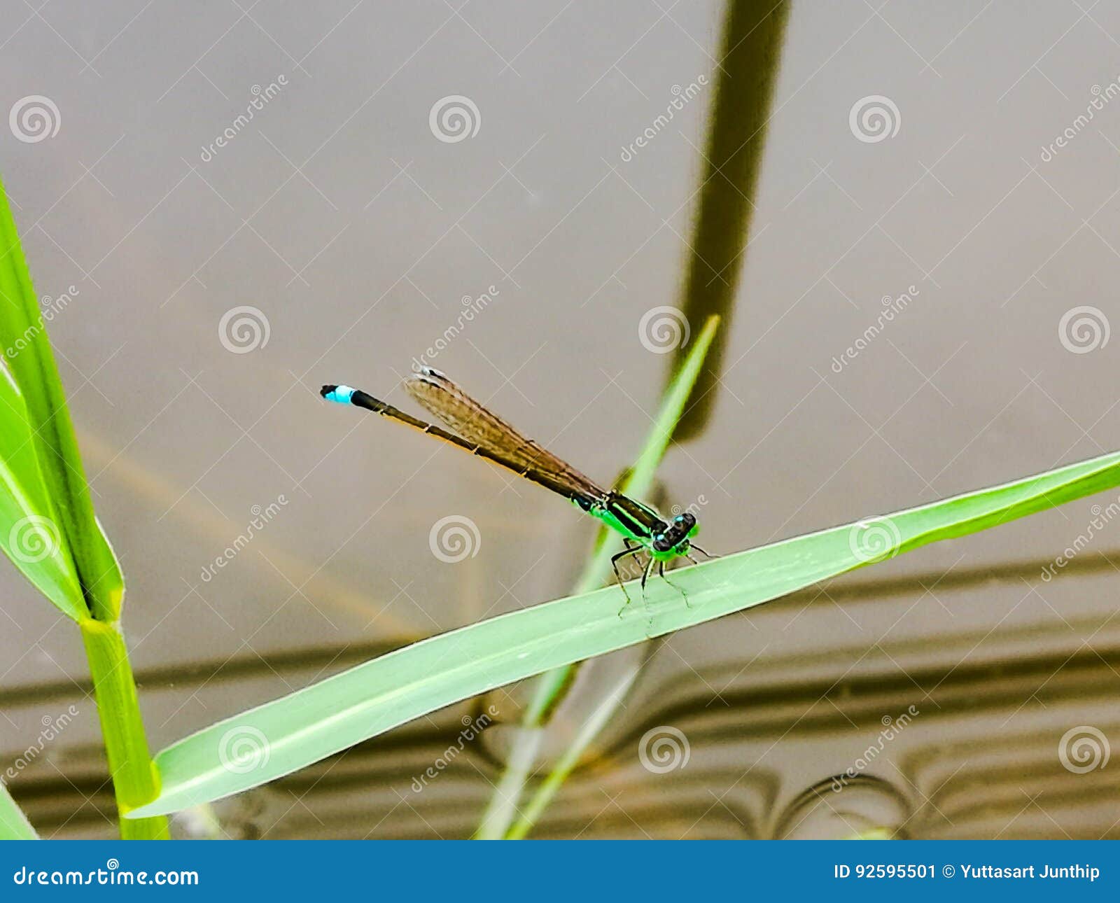 Green dragonfly stock image. Image of predator, insect - 92595501