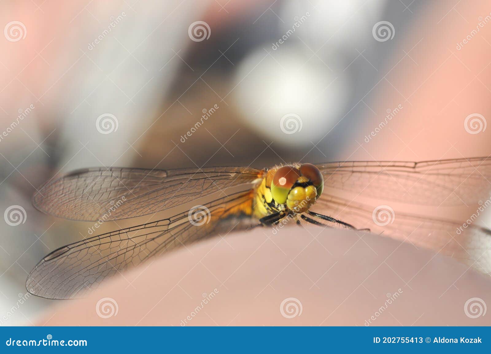 Green Dragonfly Sit on a Human Skin Stock Image - Image of nature ...