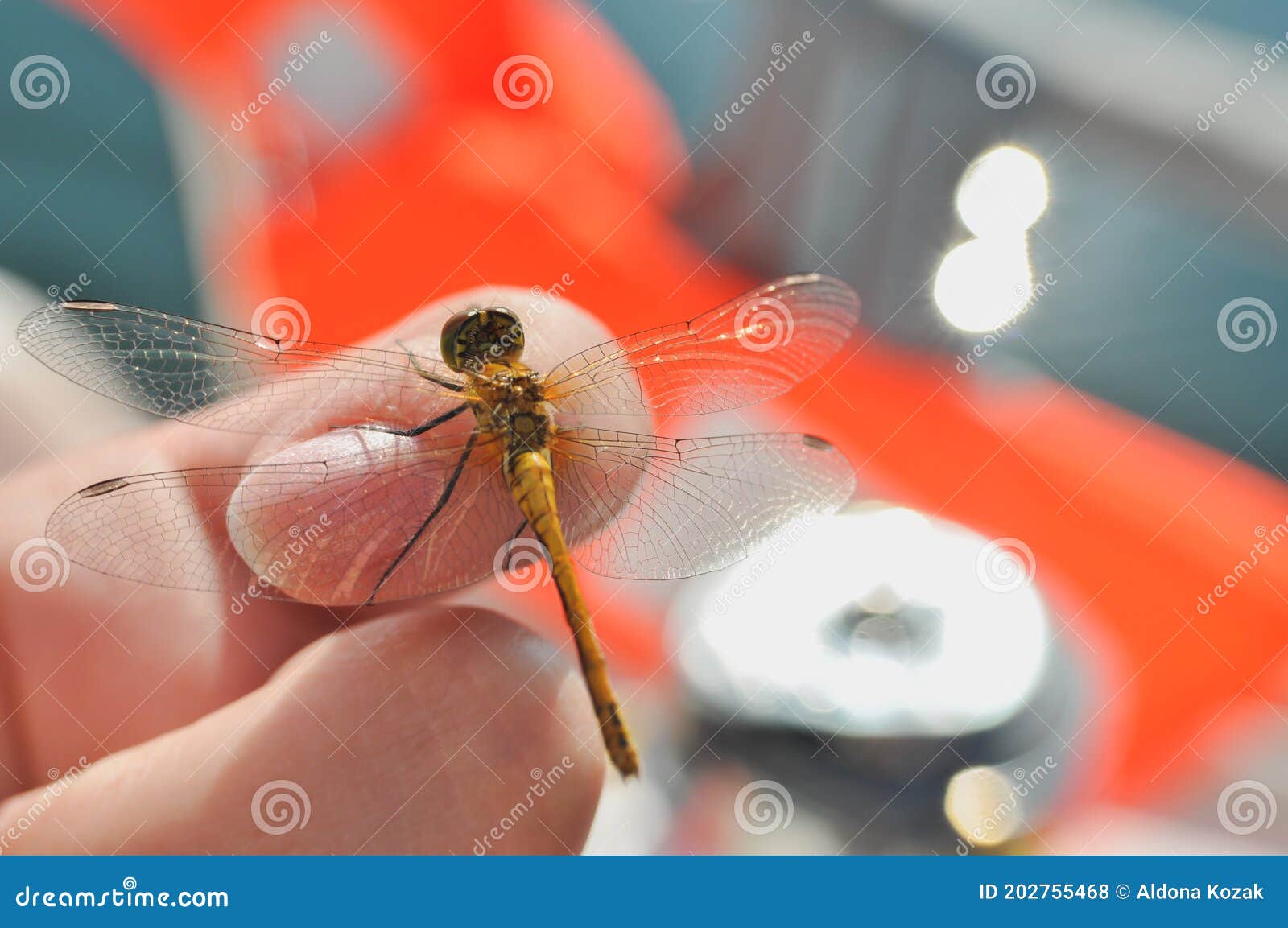 Green Dragonfly Sit on a Human Skin Stock Photo - Image of predator ...