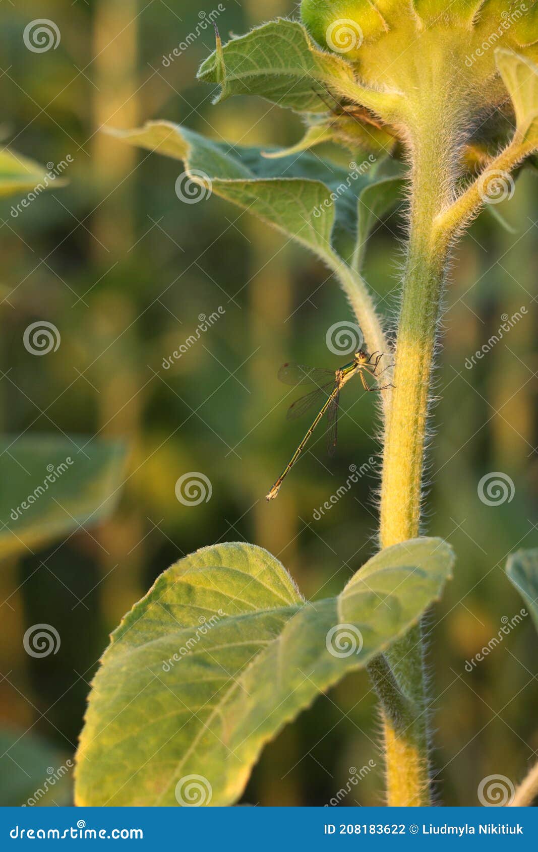 Sunflower During Insect Pollination Stock Photography | CartoonDealer ...