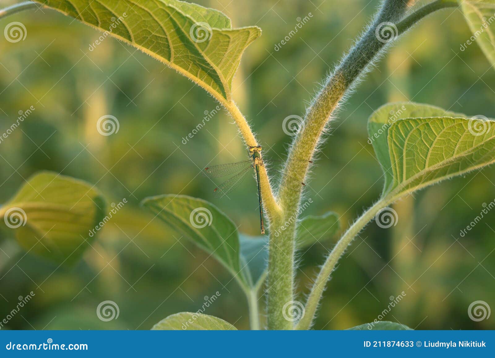 Green Dragonfly Sits on the Trunk of a Sunflower, Insect in the Field ...