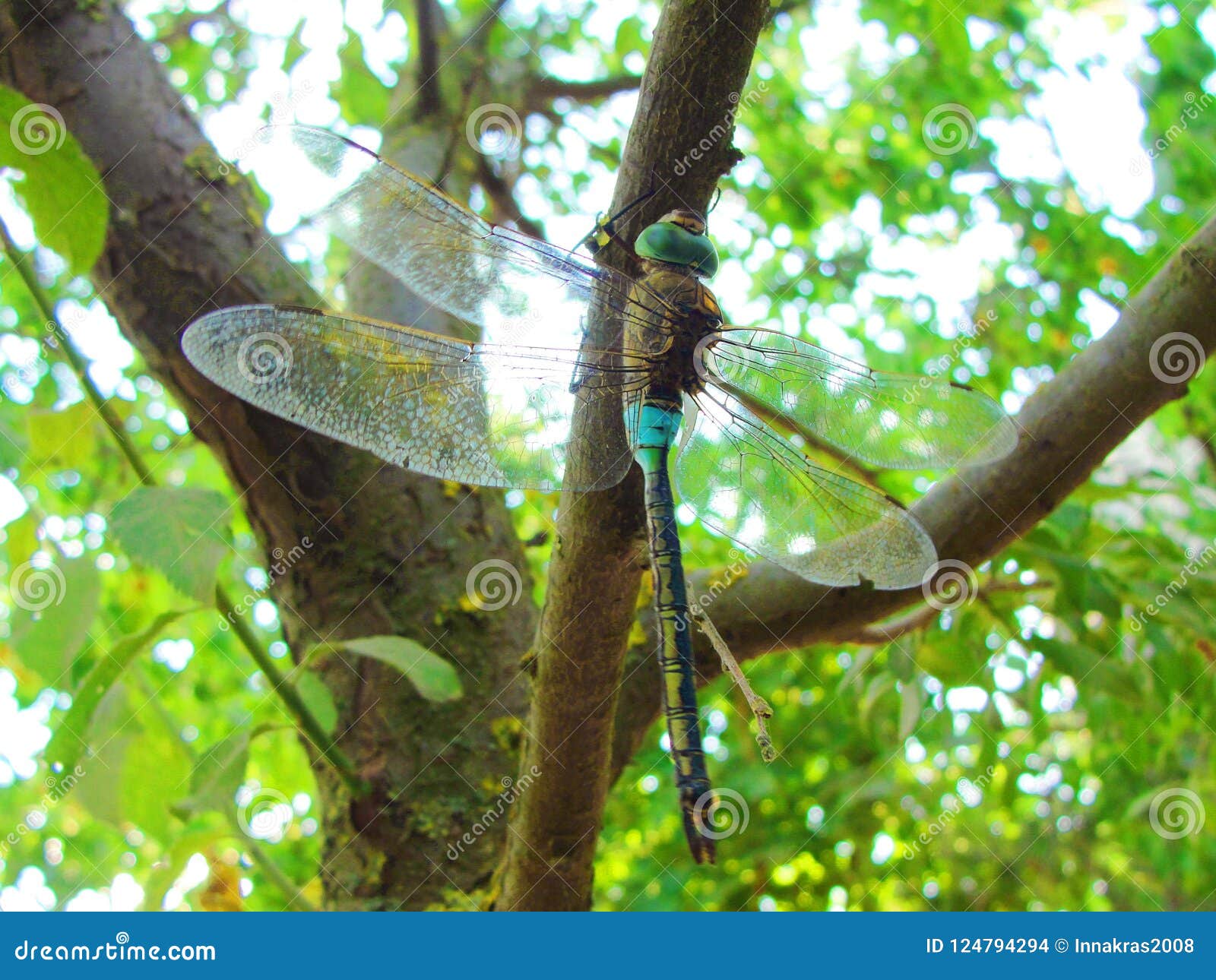 Green Dragonfly on a Tree Branch Stock Photo - Image of animal, green ...