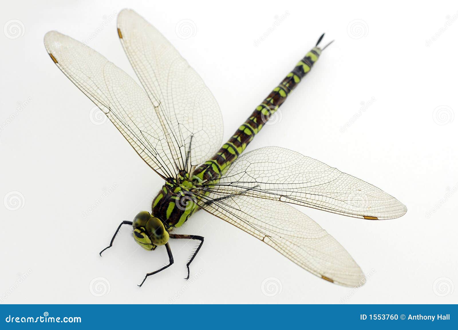 Green dragonfly on white stock photo. Image of darner - 1553760