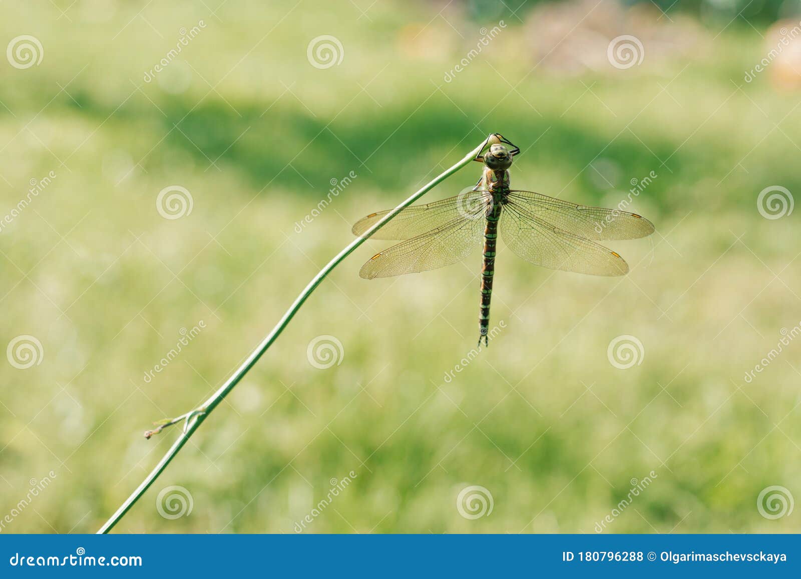 Green Dragonfly in the Wild Nature Stock Photo - Image of detail ...