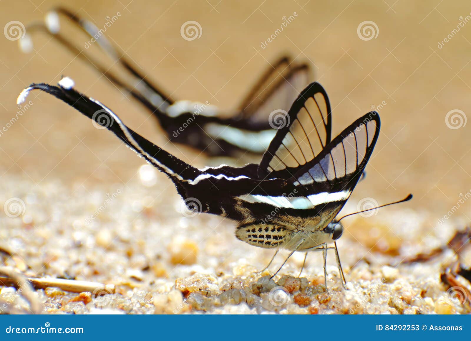 Green Dragontail Lamproptera Meges Close Up Stock Image - Image of ...