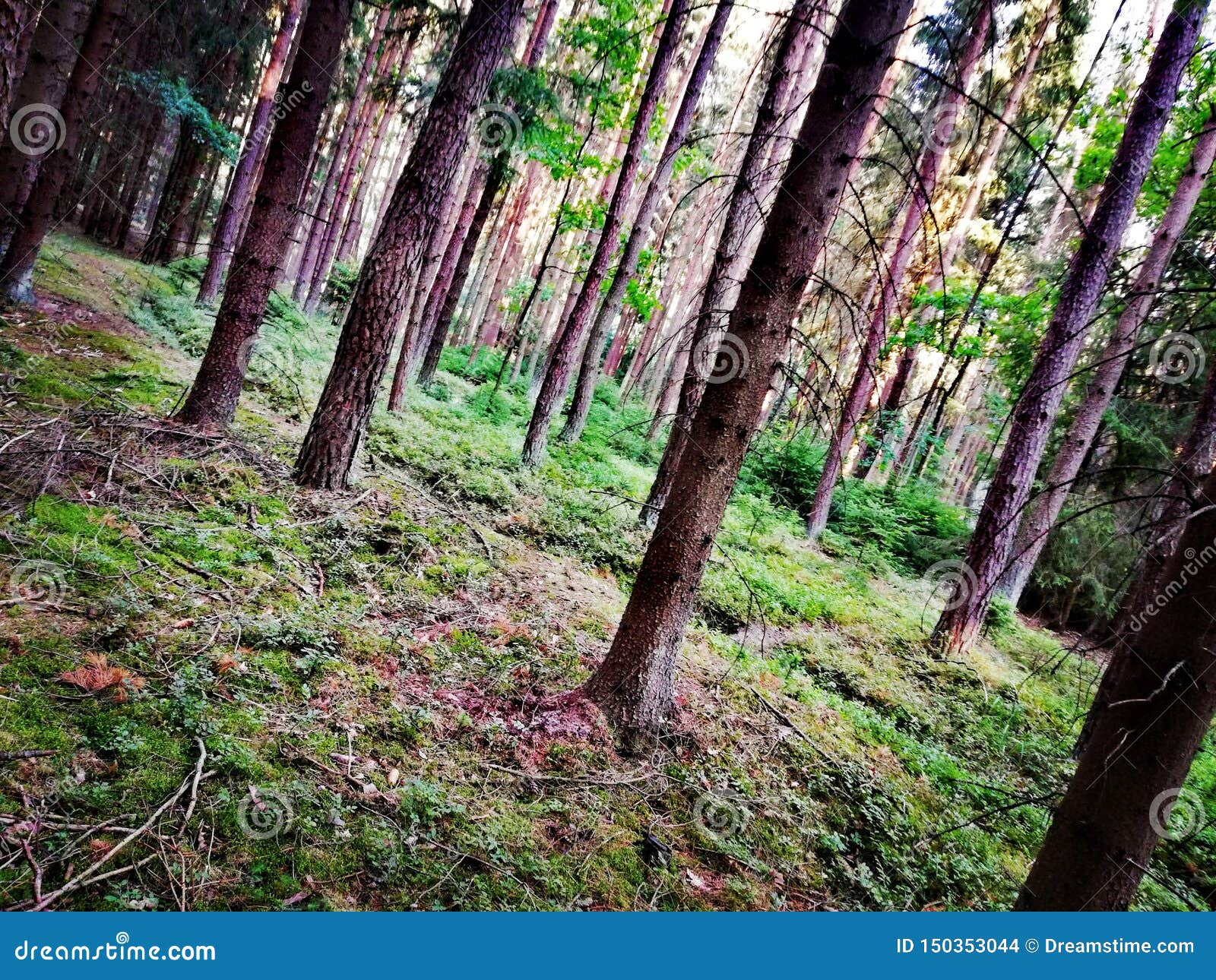 A Green dream stock photo. Image of forest, tree, dream - 150353044