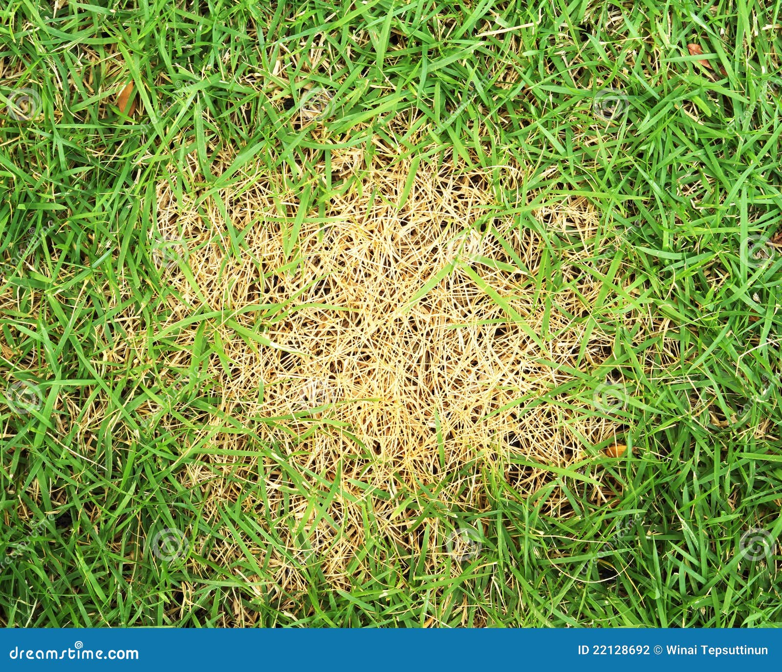 Green and Dry Grass Background Stock Photo - Image of grass, high: 22128692