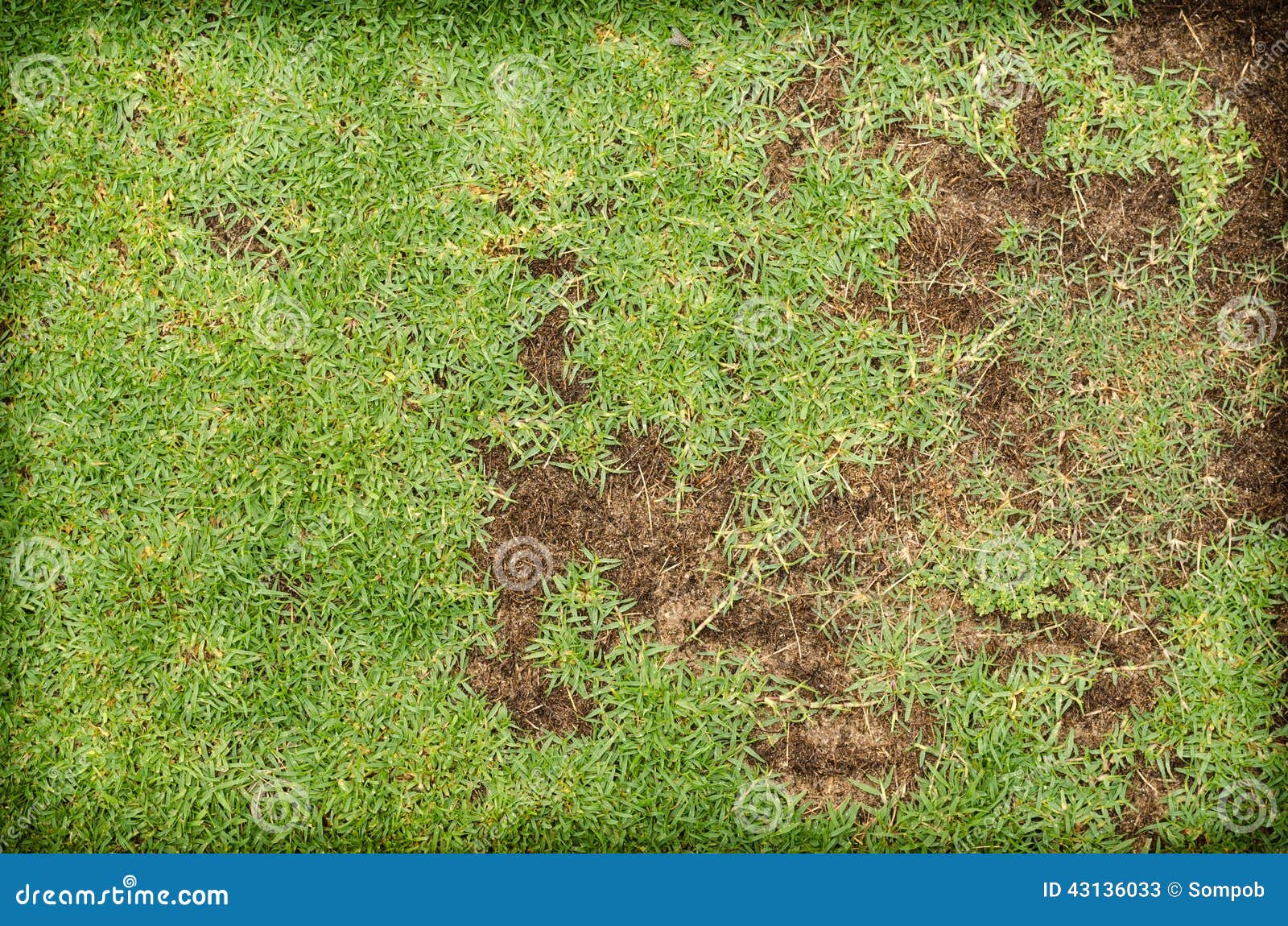 Green and dry grass, stock image. Image of ground, ecology - 43136033
