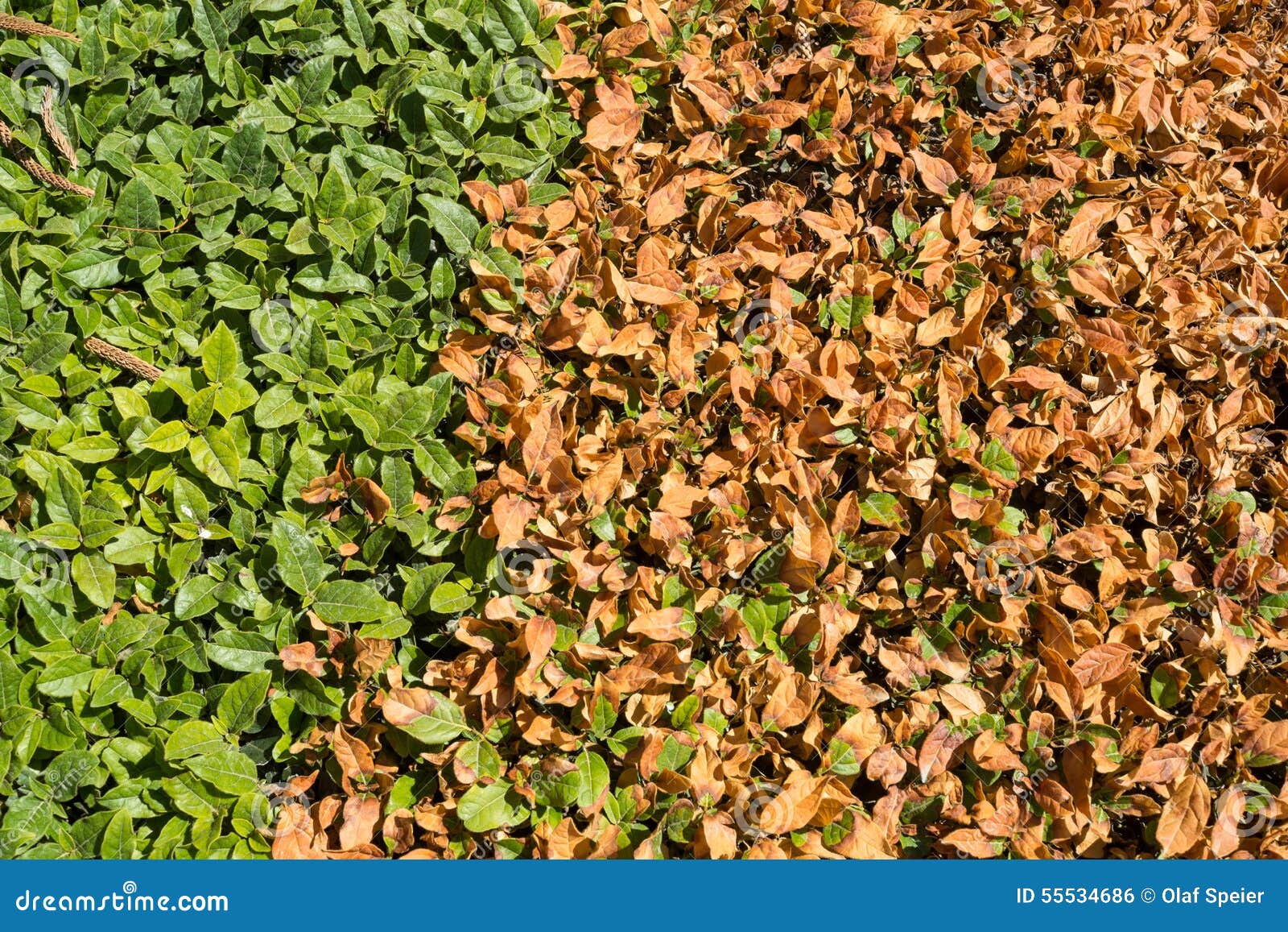 Green and dry hedge stock photo. Image of lush, flora - 55534686
