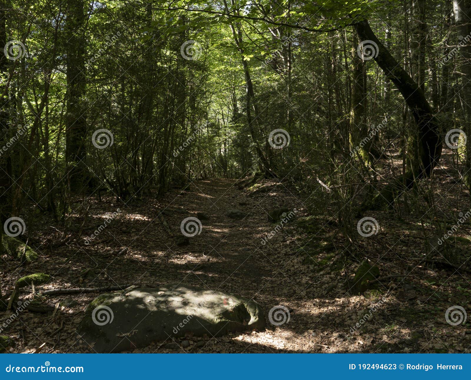 Green Dry-leafed Path between Trees Stock Image - Image of lush, forest ...