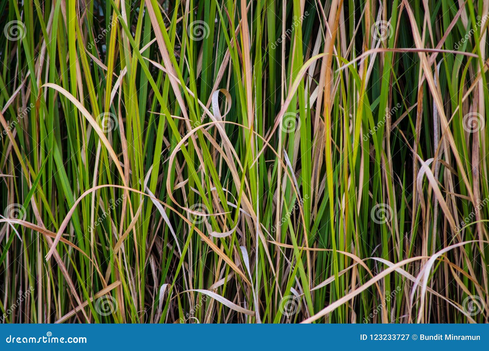 Green Dry Tall Grass Abstract Pattern for Background. Stock Image ...
