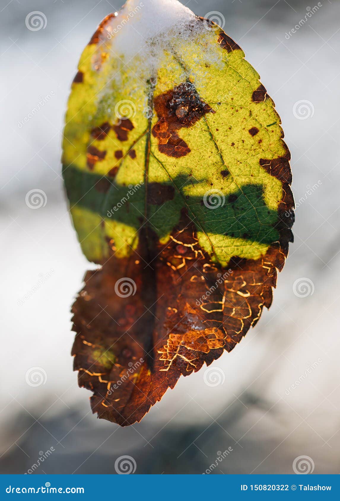 Green Drying Apple Tree in Winter Close-up Stock Photo - Image of ...