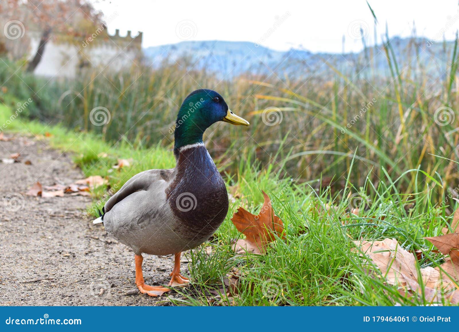 Green Duck Looking at the Drake Stock Image - Image of green, beak ...