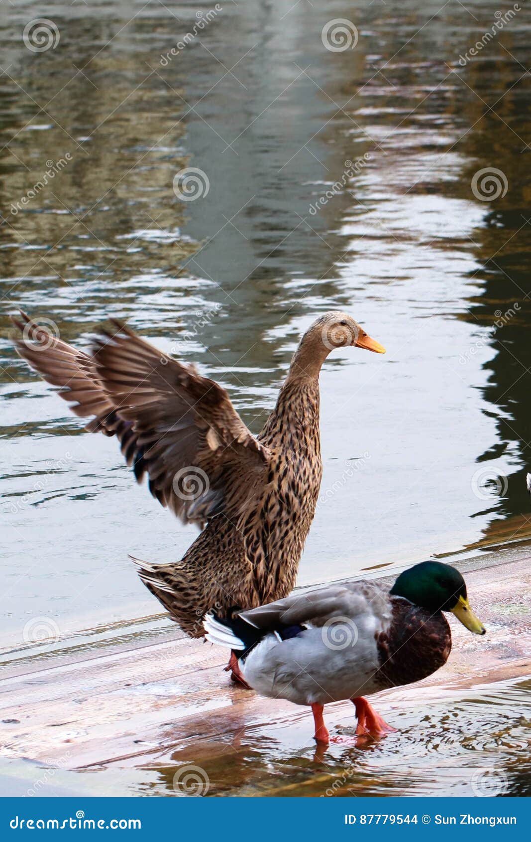 Green ducks stock photo. Image of wood, ducks, mouth - 87779544