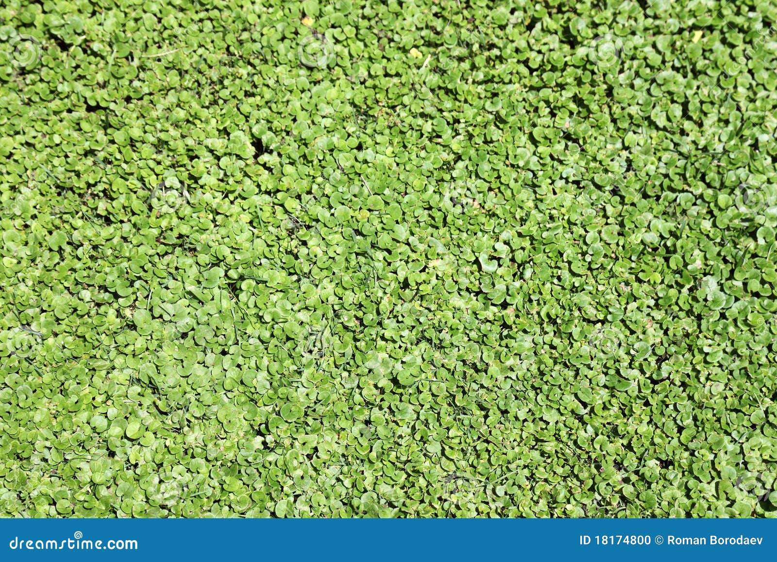 Green duckweed. stock photo. Image of grass, biology - 18174800