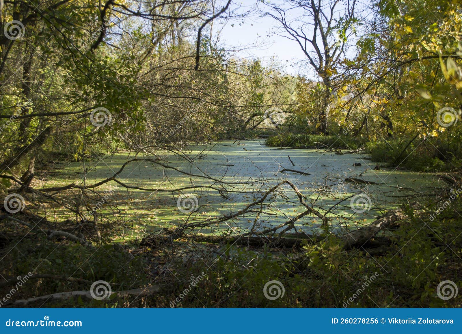 Swamp in the Forest in Green Duckweed Stock Photo - Image of leaf ...