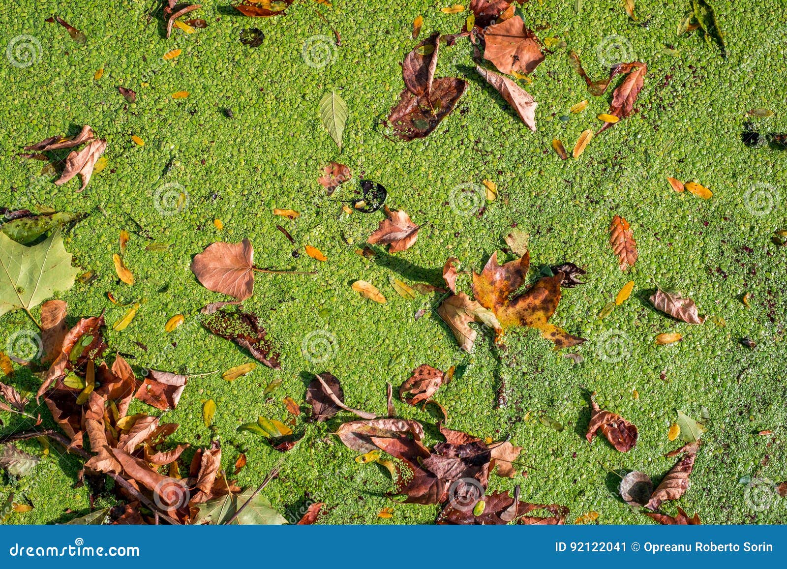 Green Duckweed in Water with Dry Leaves Stock Image - Image of leaf ...
