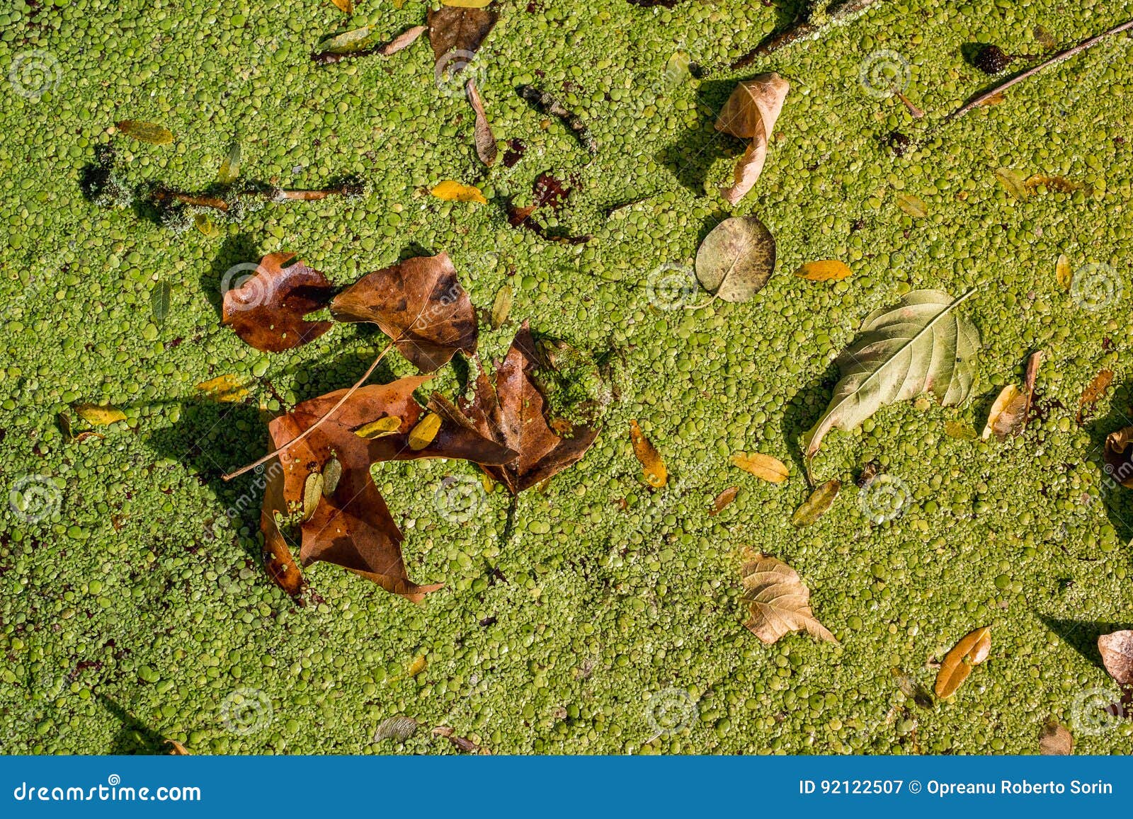 Green Duckweed in Water with Dry Leaves Stock Image - Image of ecology ...
