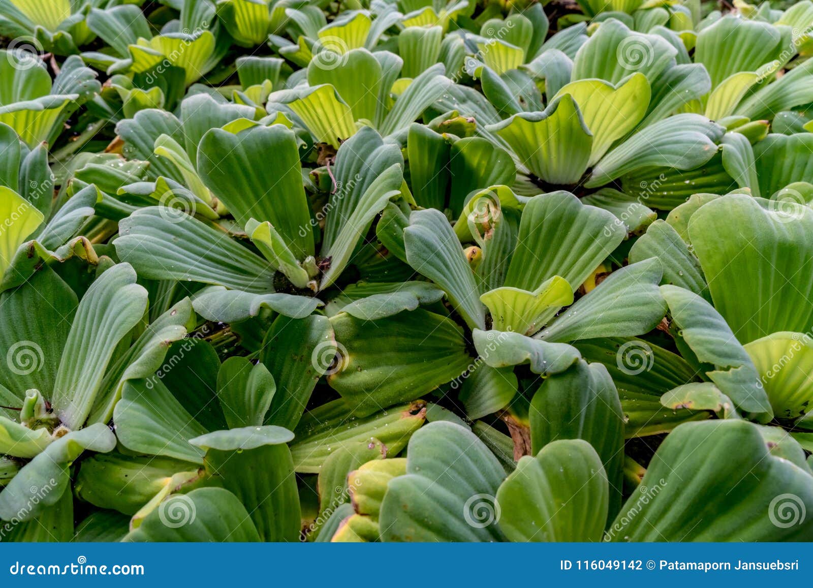 Green Dug Plants stock photo. Image of detail, outdoors - 116049142